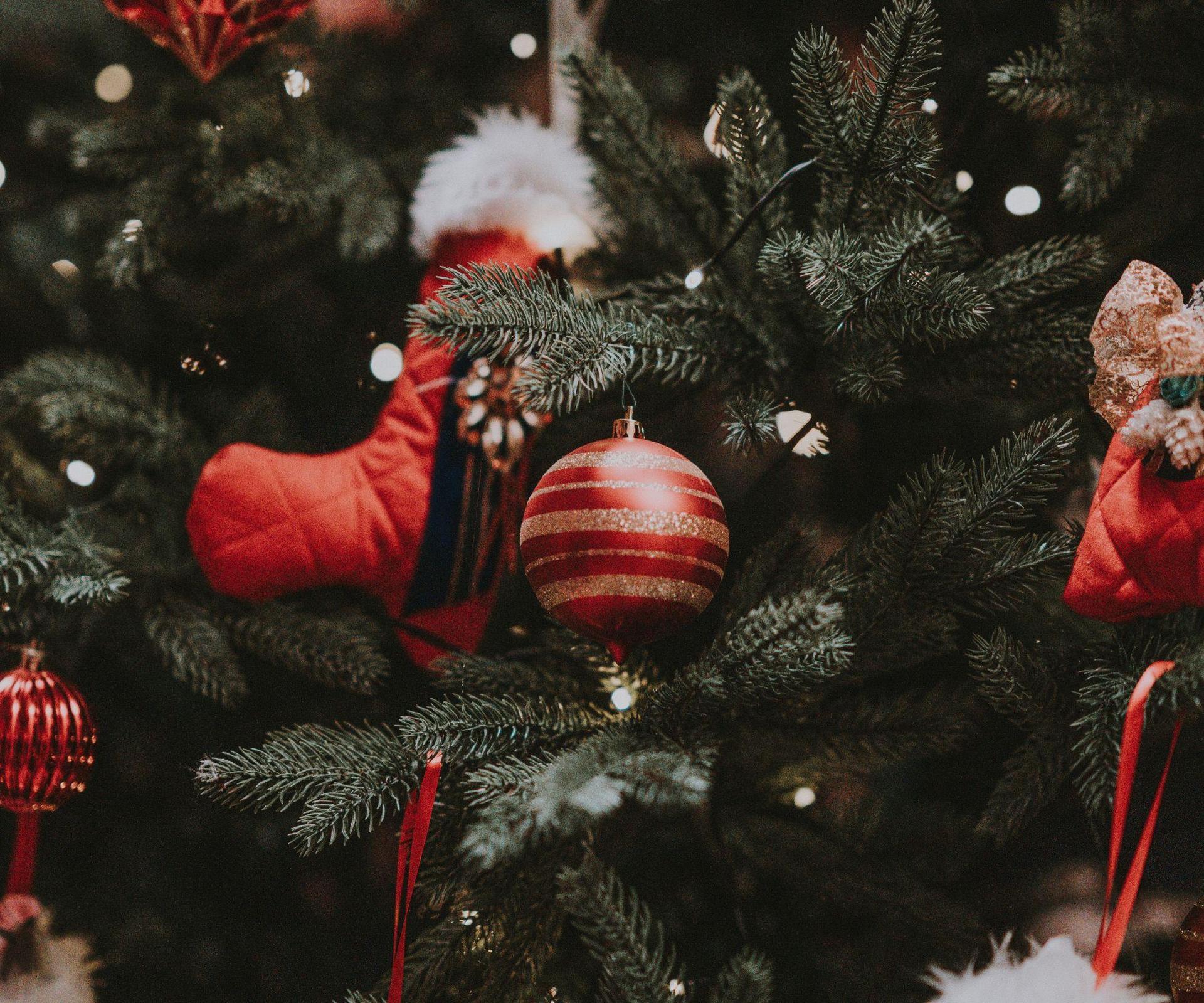 Mieszkańcy Ciechanowa dostaną świąteczne choinki. Jest jeden warunek ...