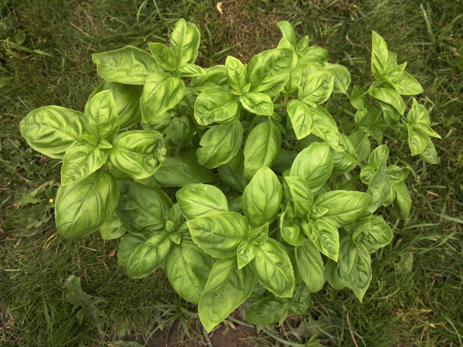 Bazylia pospolita = Bazylia właściwa - Ocimum basilicum - Urzadzamy.pl