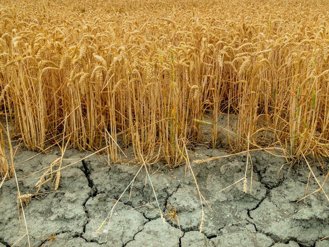 Katastrofa dotknie 15 milionów Polaków! Susza, brak wody i upały ...