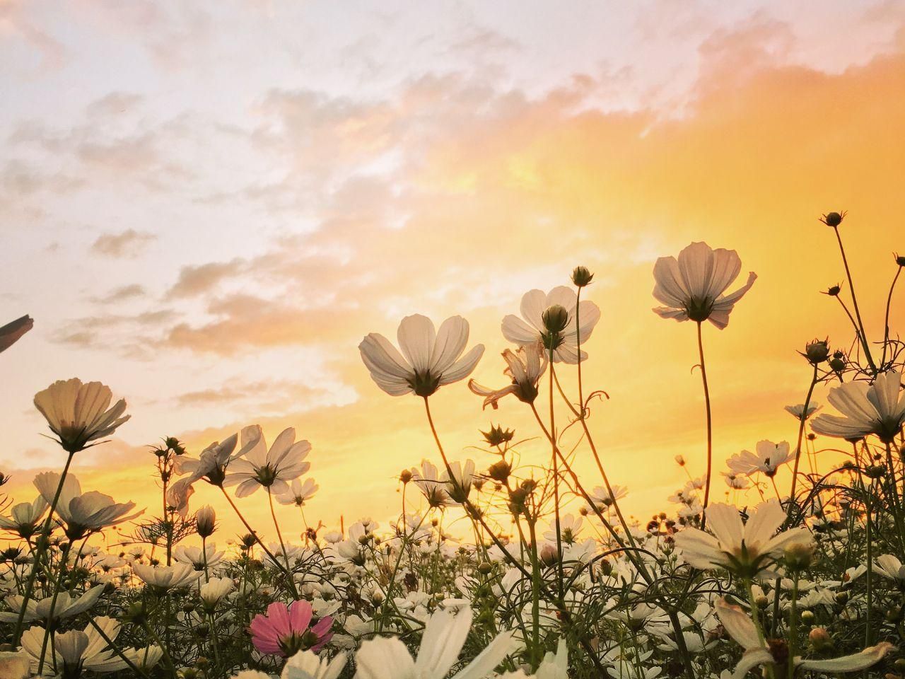 1. dzień kalendarzowej i astronomicznej wiosny 2025 - data. Kiedy w ...