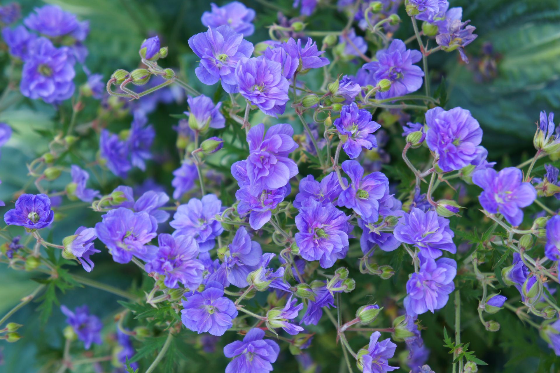 Bodziszki – Geranium - gatunki, zastosowanie w ogrodzie - murator.pl
