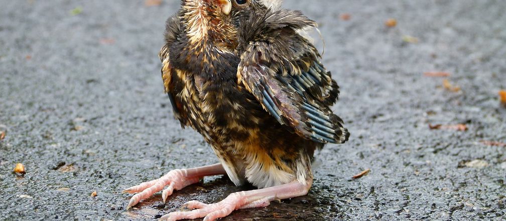 Znalazłeś małego ptaszka? Sprawdź co robić, gdy pisklę wypadło z ...