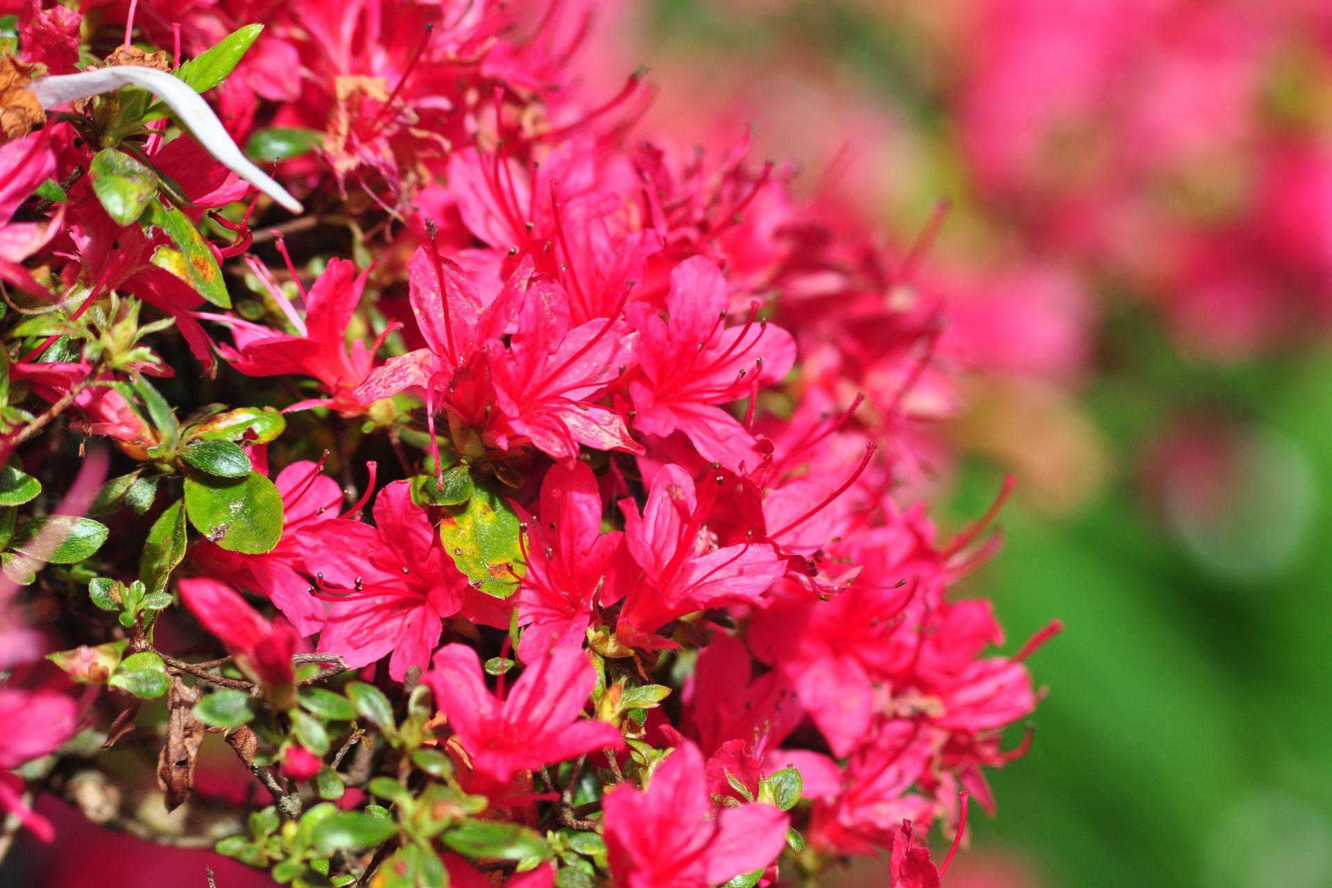 Azalia japońska - uprawa w ogrodzie. Co robić, by azalia pięknie kwitła ...