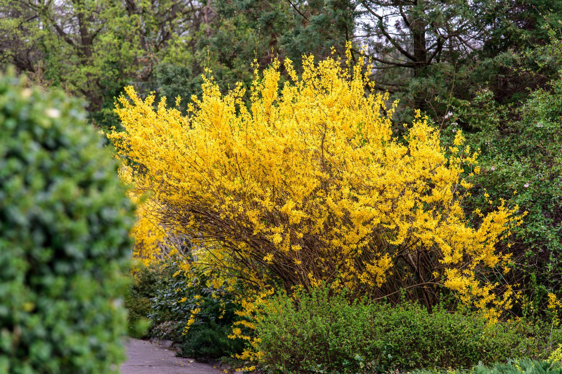 Forsycja (Forsythia) – uprawa, pielęgnacja, gatunki, właściwości ...