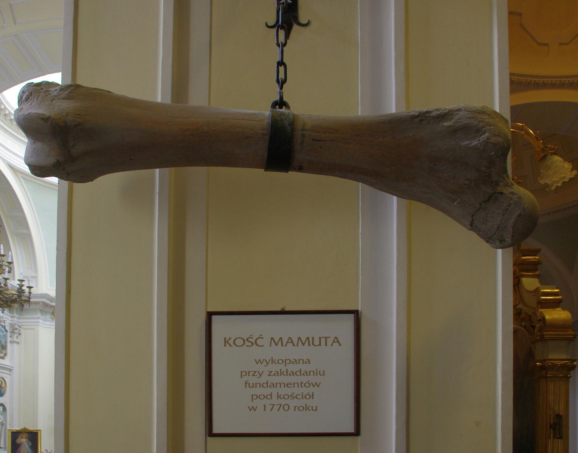 Kościół w Warszawie skrywa nietypowy eksponat. To kość mamuta ...