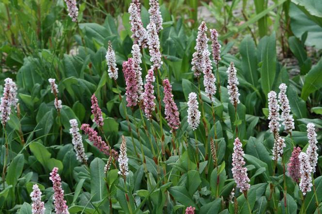 Rdest pokrewny - Bistorta affinis = Polygonum affine - Urzadzamy.pl