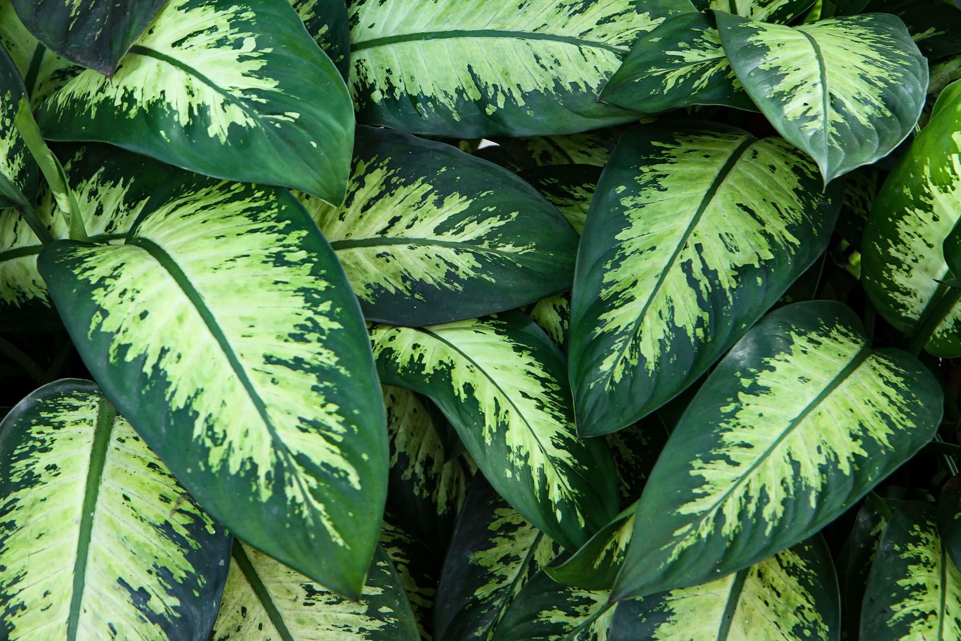 Difenbachia - uprawa, odmiany, wymagania. Jak uprawiać difenbachię w ...