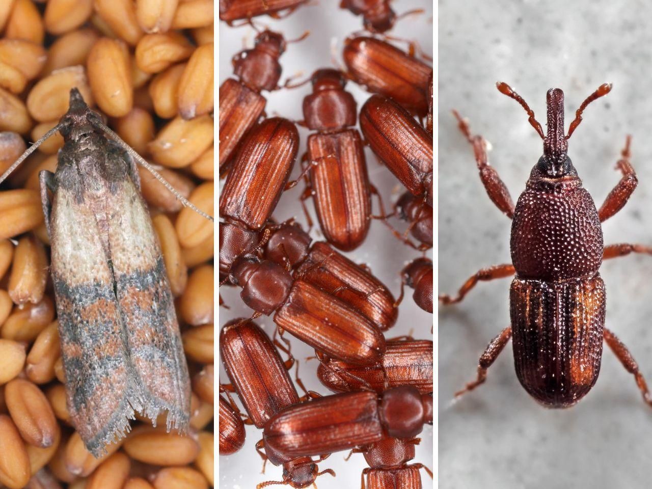 Najczęściej spotykane robaki w domu. Jak się ich pozbyć? - Urzadzamy.pl