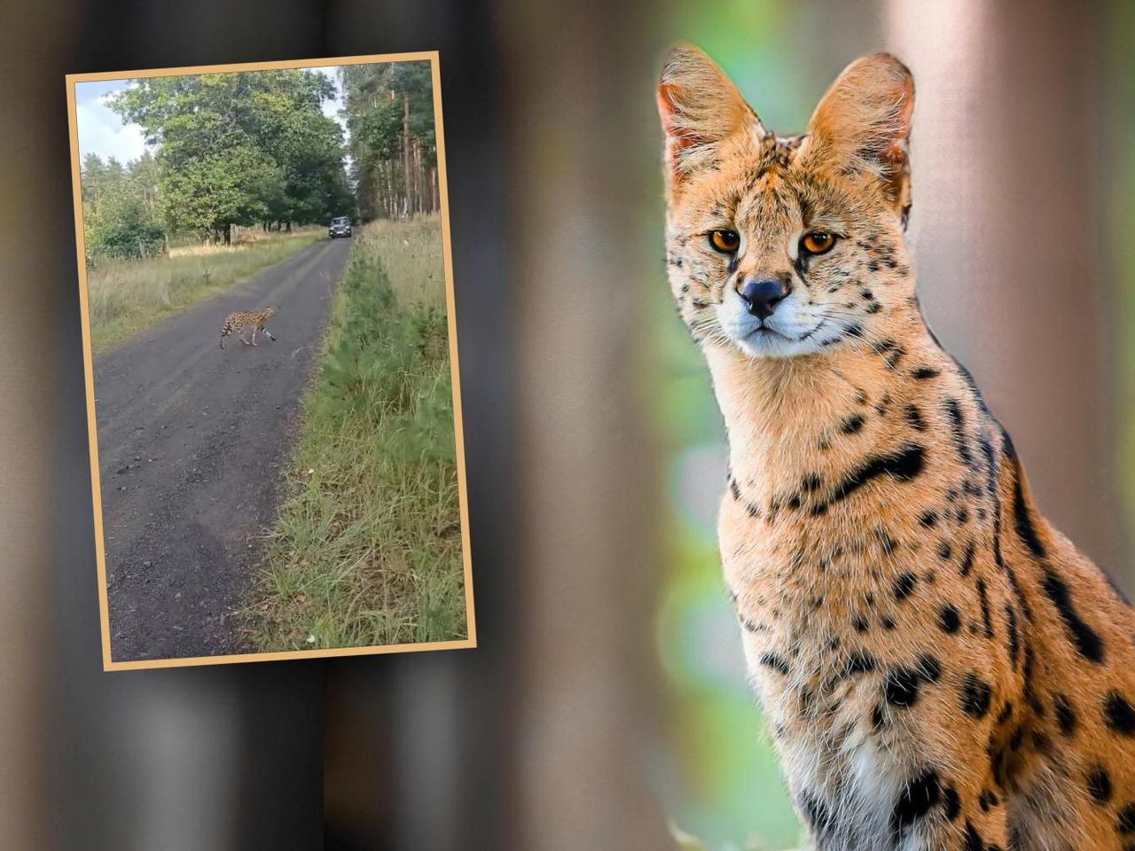Egzotyczny drapieżnik grasuje w Nadleśnictwie Głogów. Serwal sawannowy uciekł z hodowli? Zobacz ...
