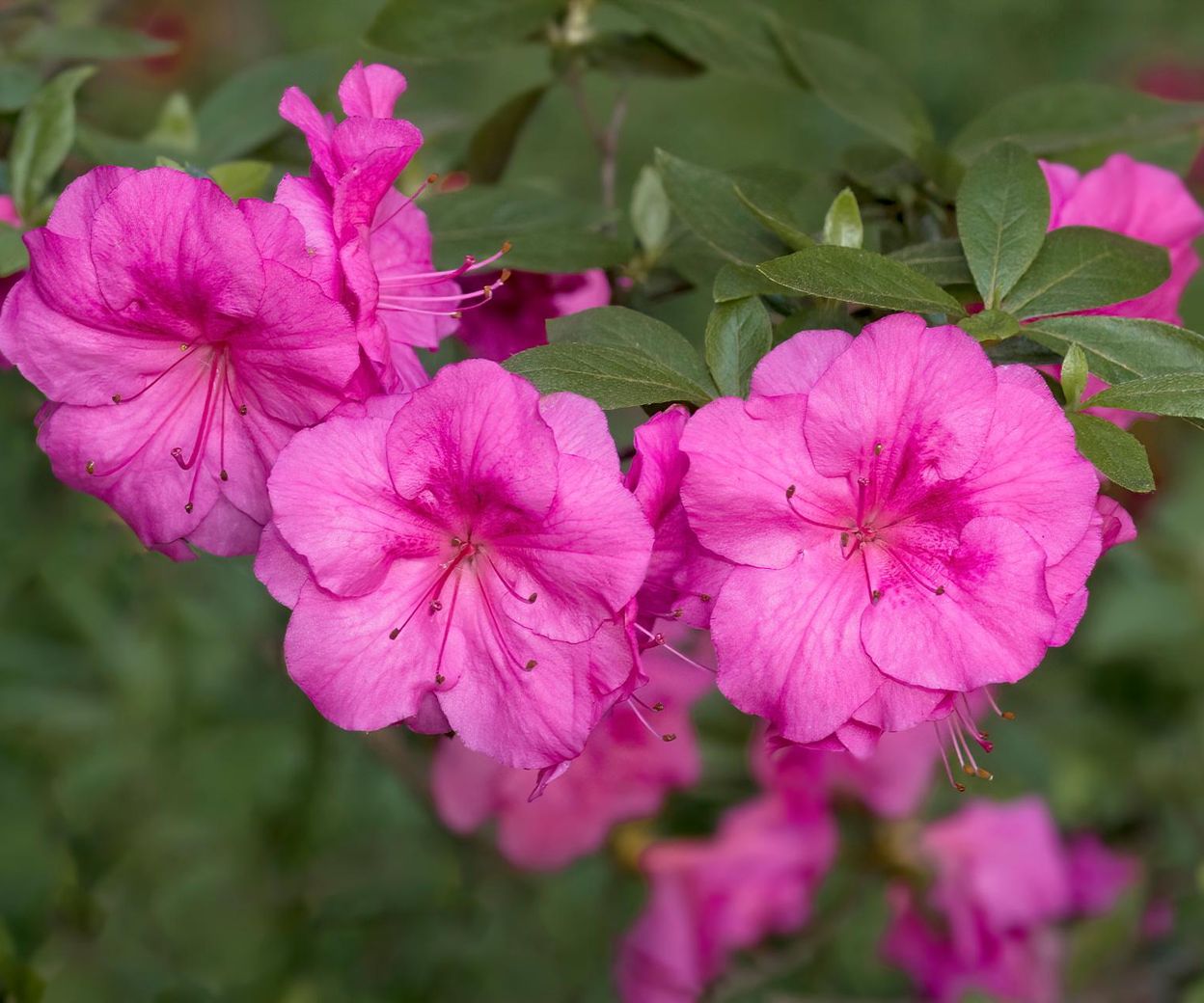 Wsypuję do wody i podlewam kwiaty już w marcu. Azalie obficie kwitną ...