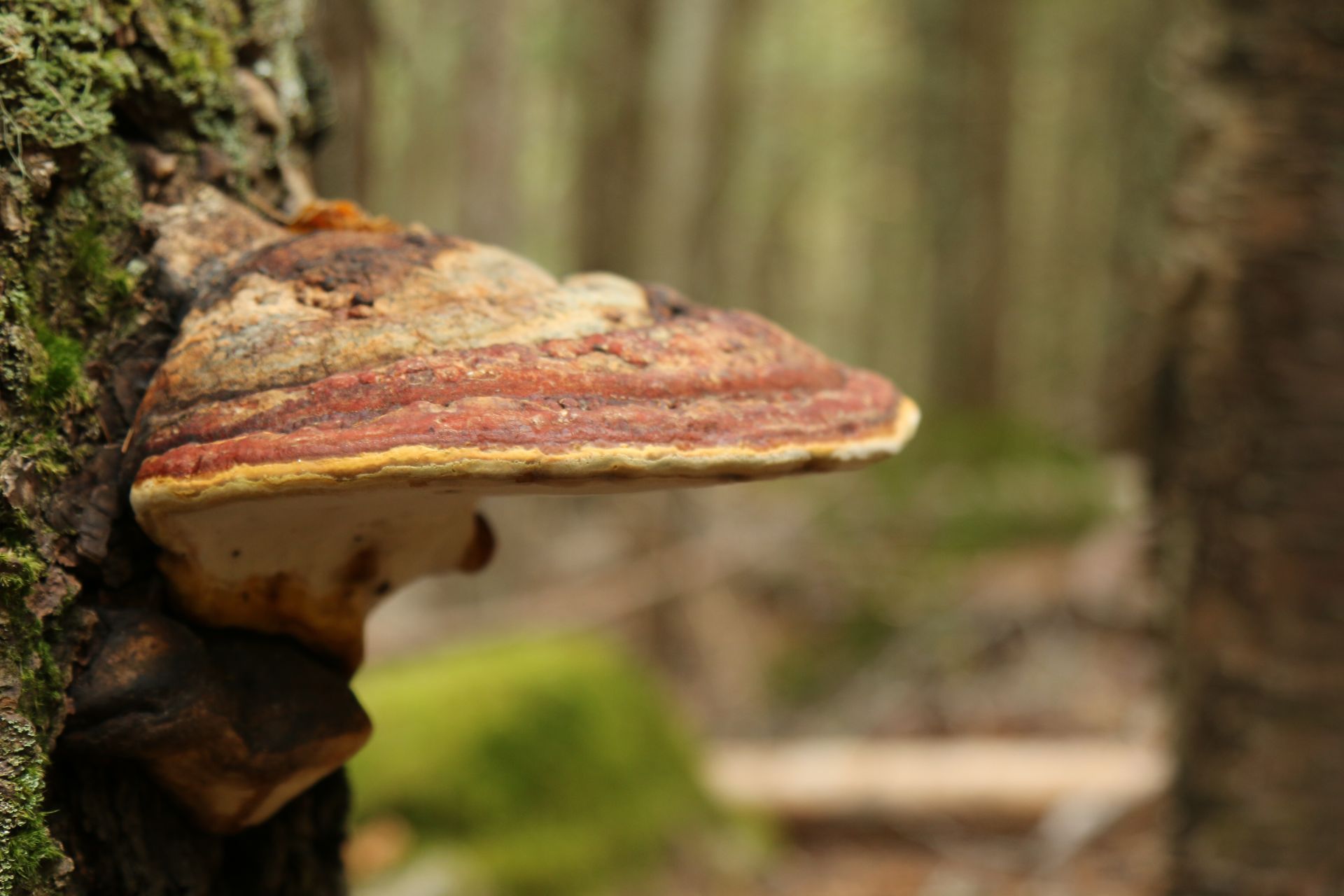 Huba - grzyb na drzewie. Jak rozpoznać hubę? Czy huba jest jadalna ...