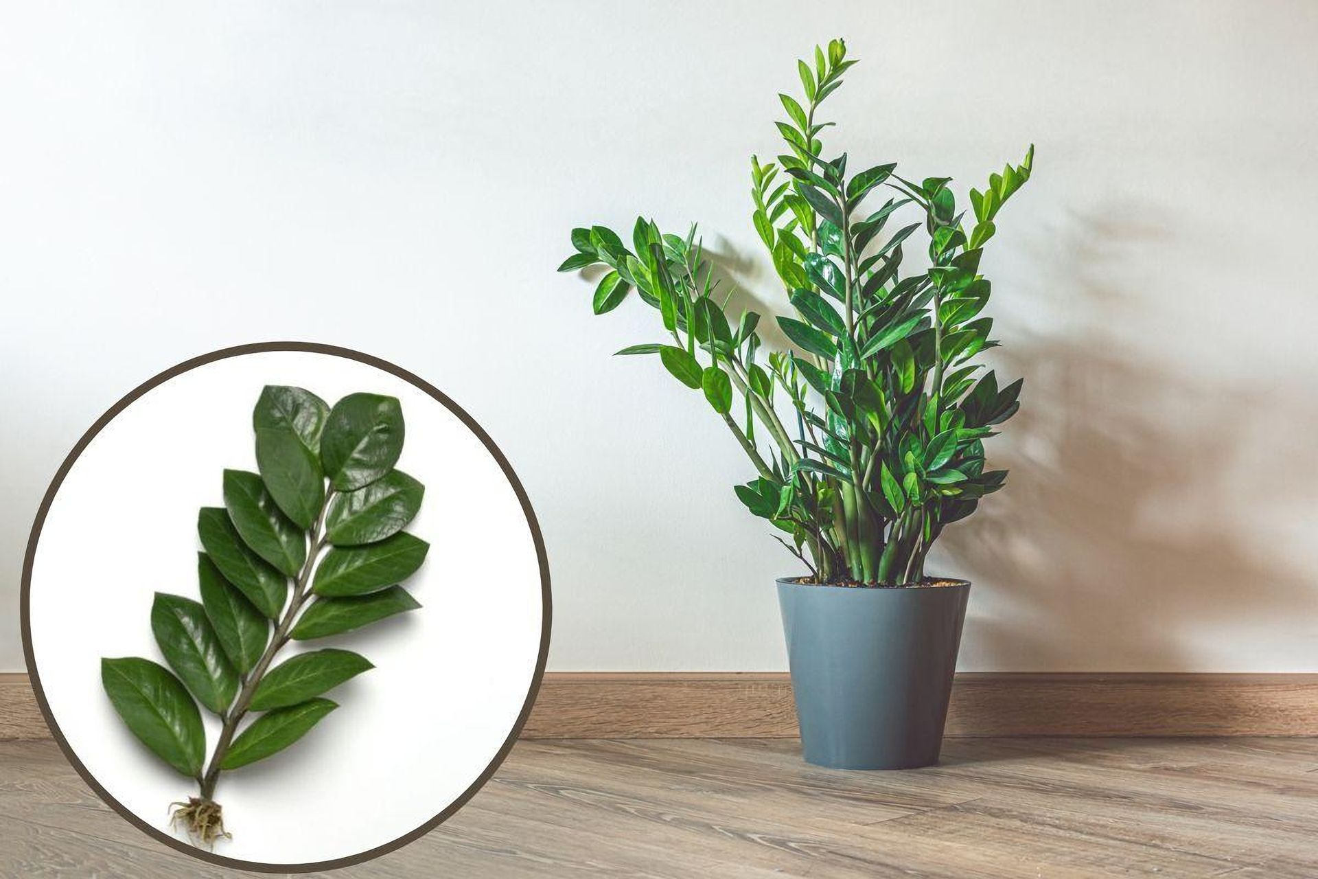 Jak rozmnażać zamiokulkasa? Jak ukorzenić zamiokulkasa? Sposób na nowe ...