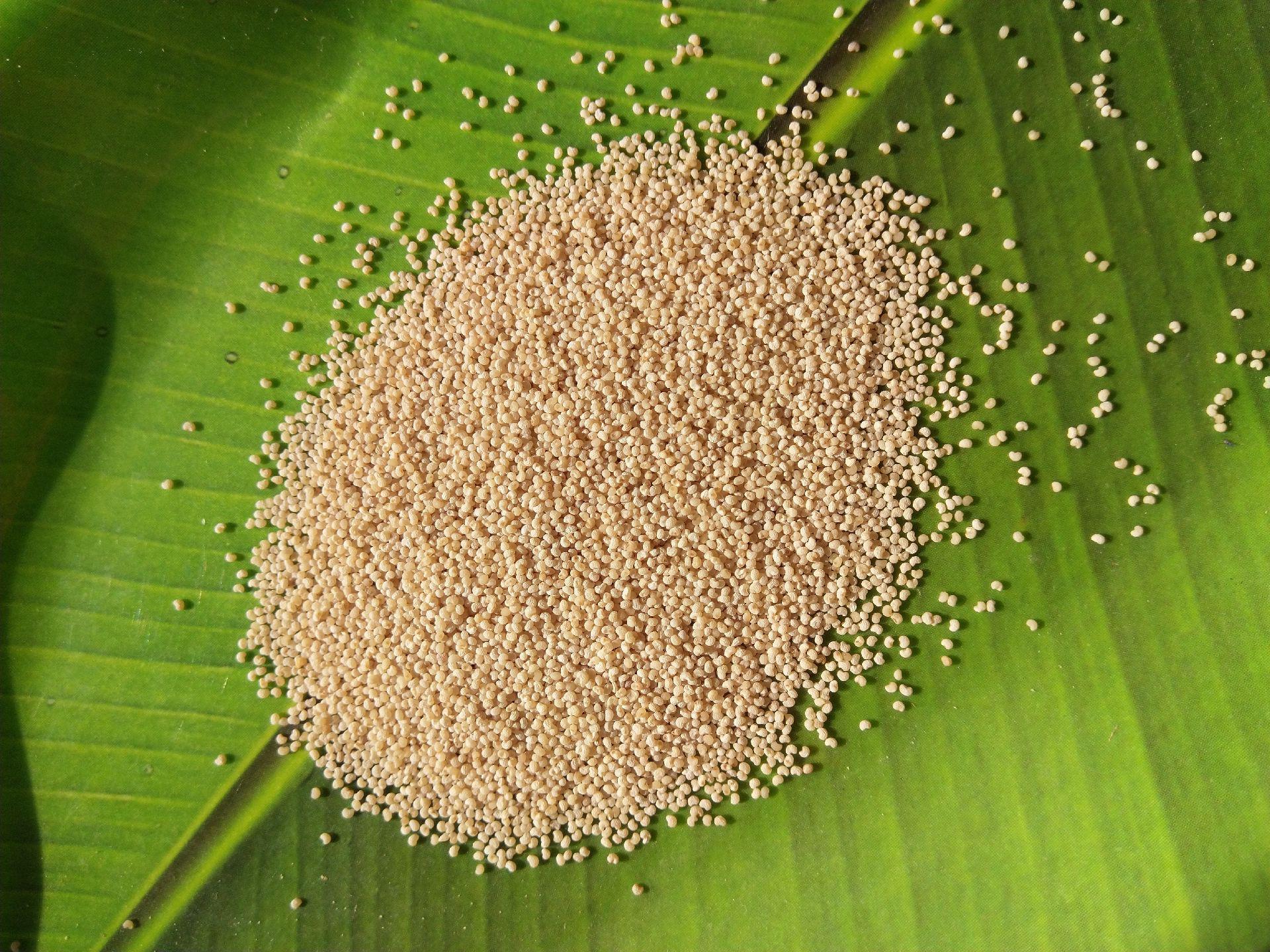 Gdzie kupić biały mak? - Beszamel.pl