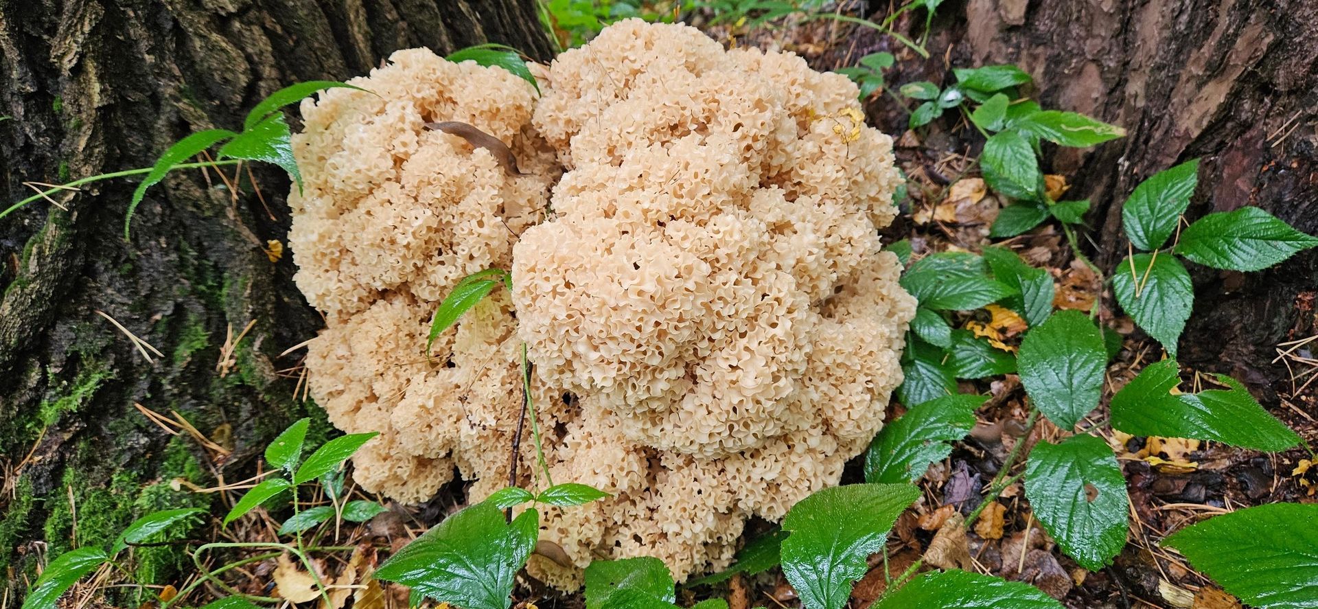 Siedzuń sosnowy: Grzyb, który zadziwia wyglądem i smakiem - Śląskie ...