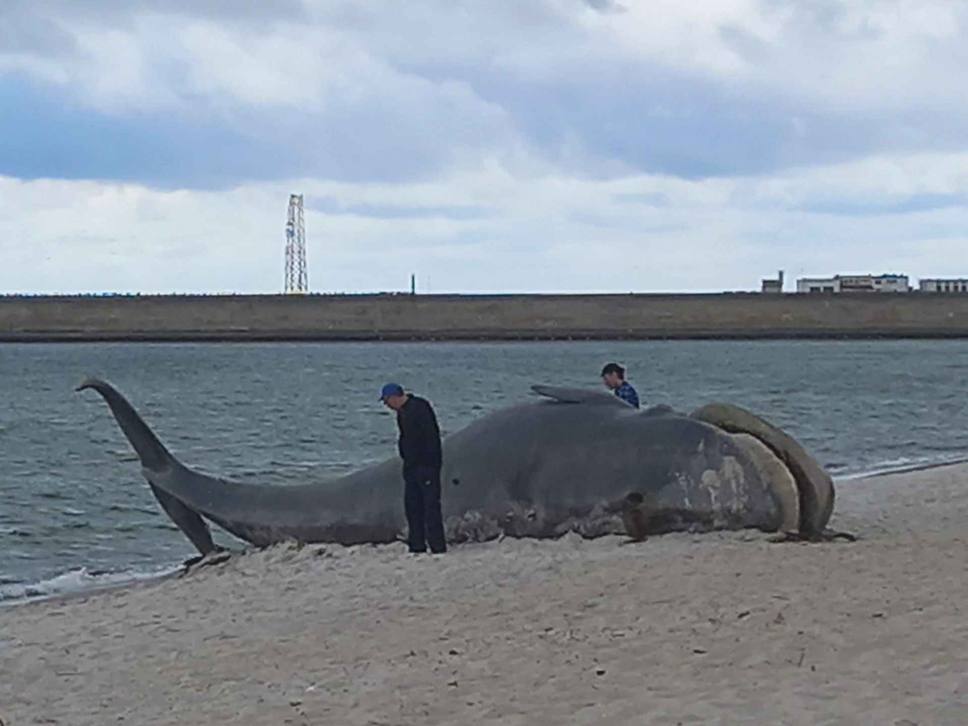 Wieloryb na plaży w Helu! Rozwiązanie tej zagadki jest zaskakujące ...
