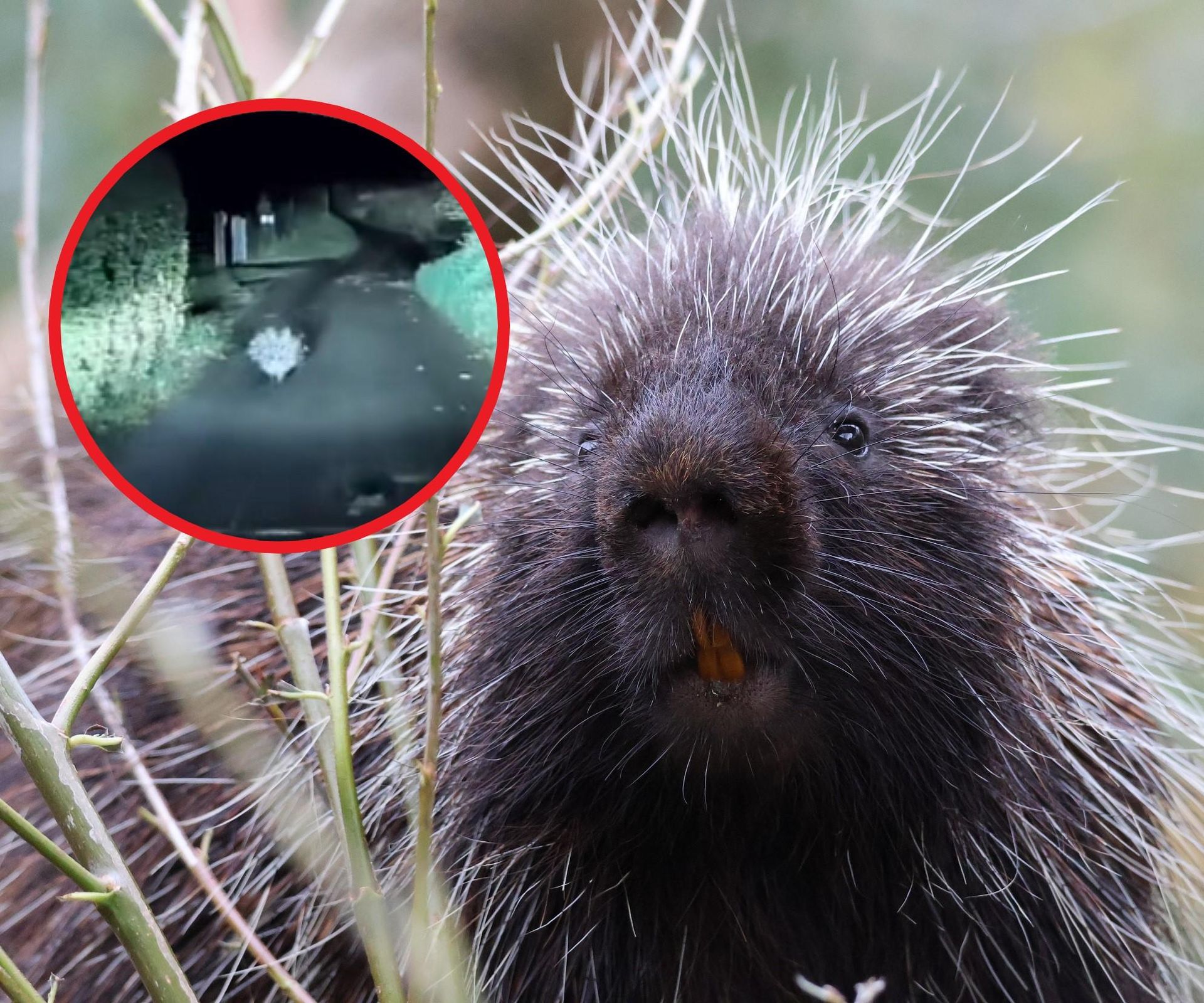 Pod Krakowem widziano jeżozwierza! Trwa obława na egzotycznego ...