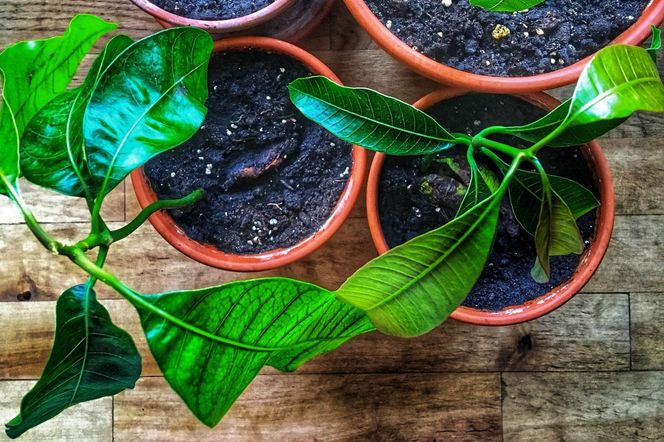 Mango z pestki - jak wyhodować drzewko mango w domu - murator.pl