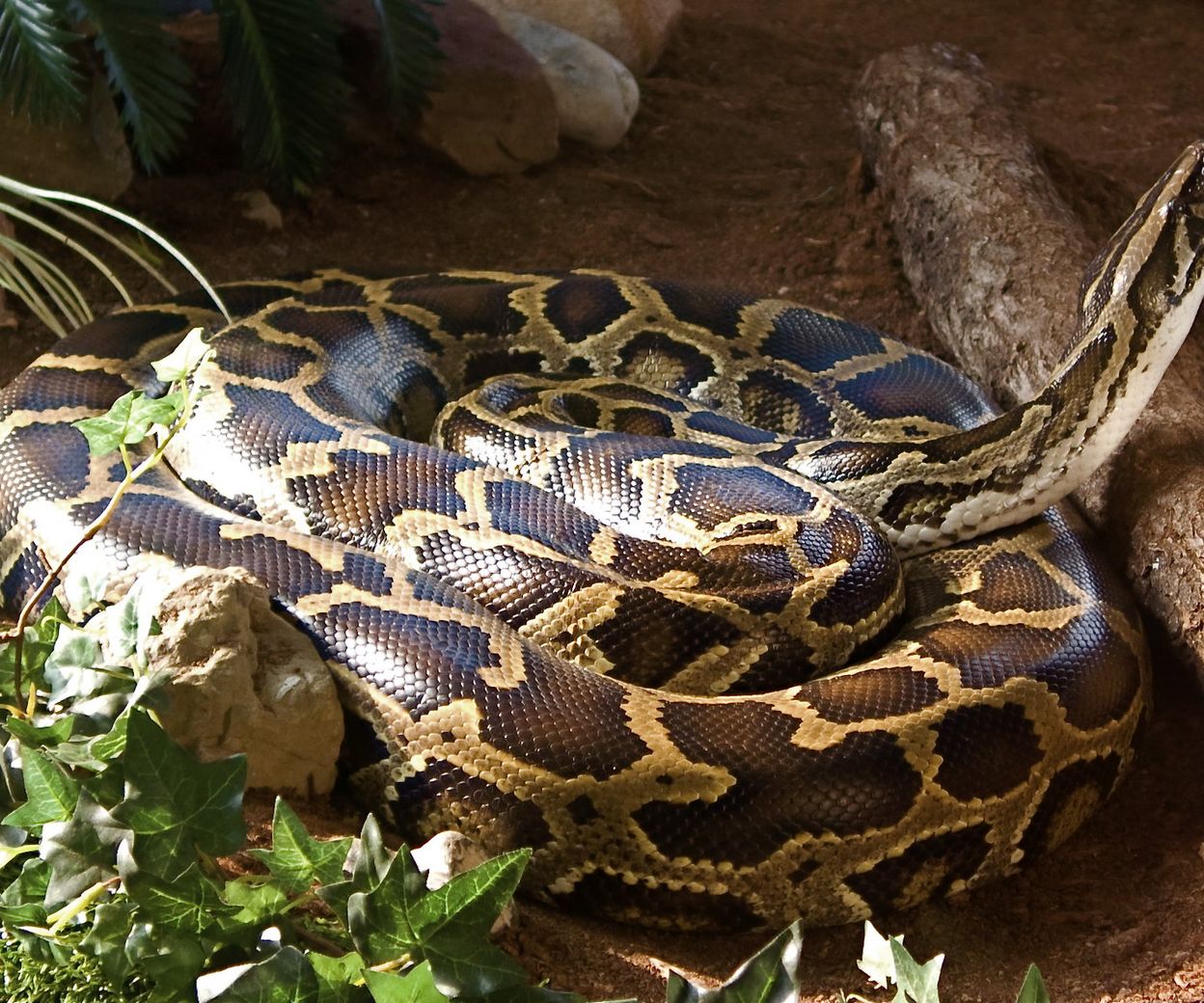 Groza w Pawłowicach! Pyton zaatakował i ugryzł kobietę. Na pomoc ...