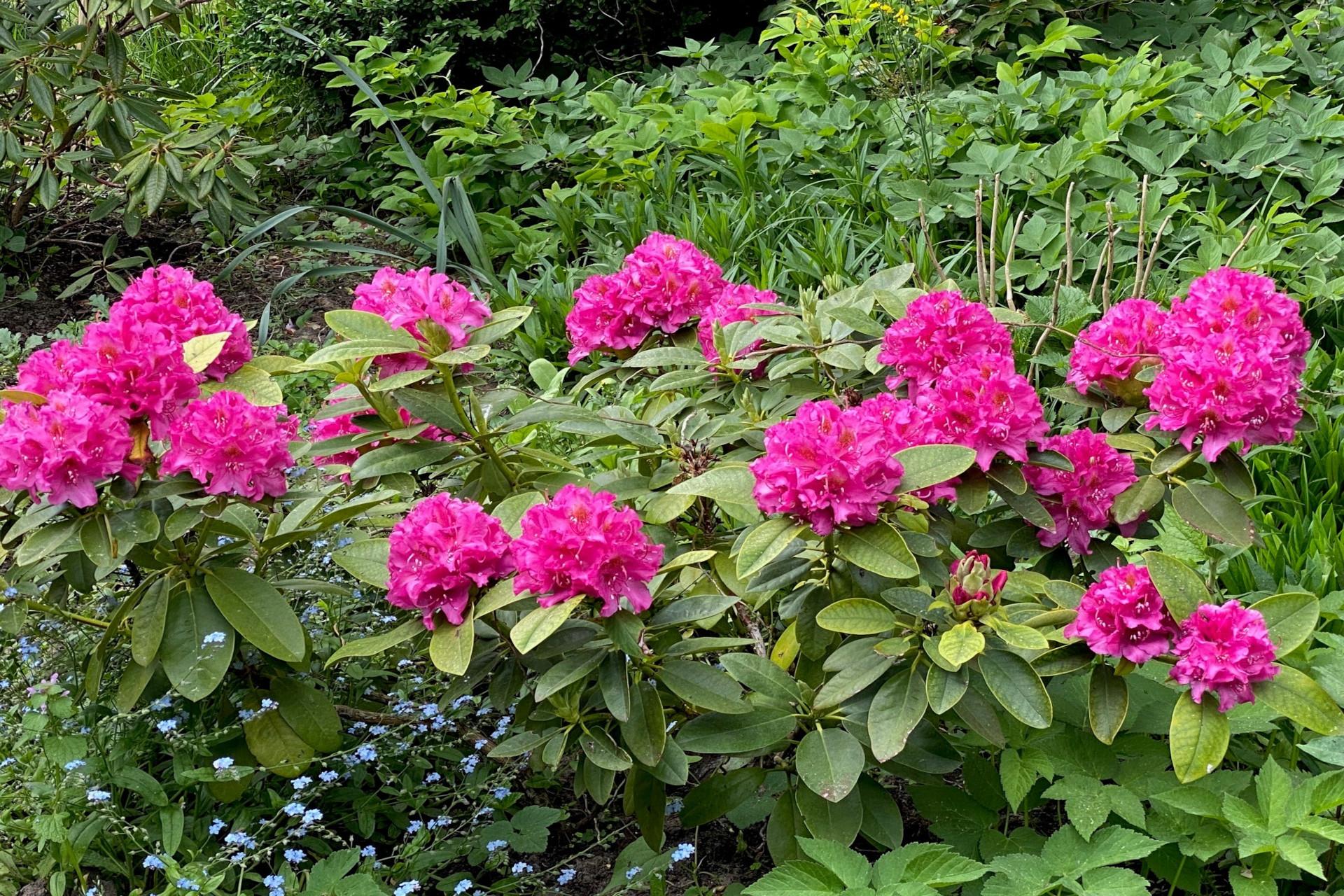 Jakie Rododendrony Polecacie Najpi kniejsze Odmiany Rododendron w Do Jakie Rododendrony Polecacie Najpi kniejsze Odmiany Rododendron w Do