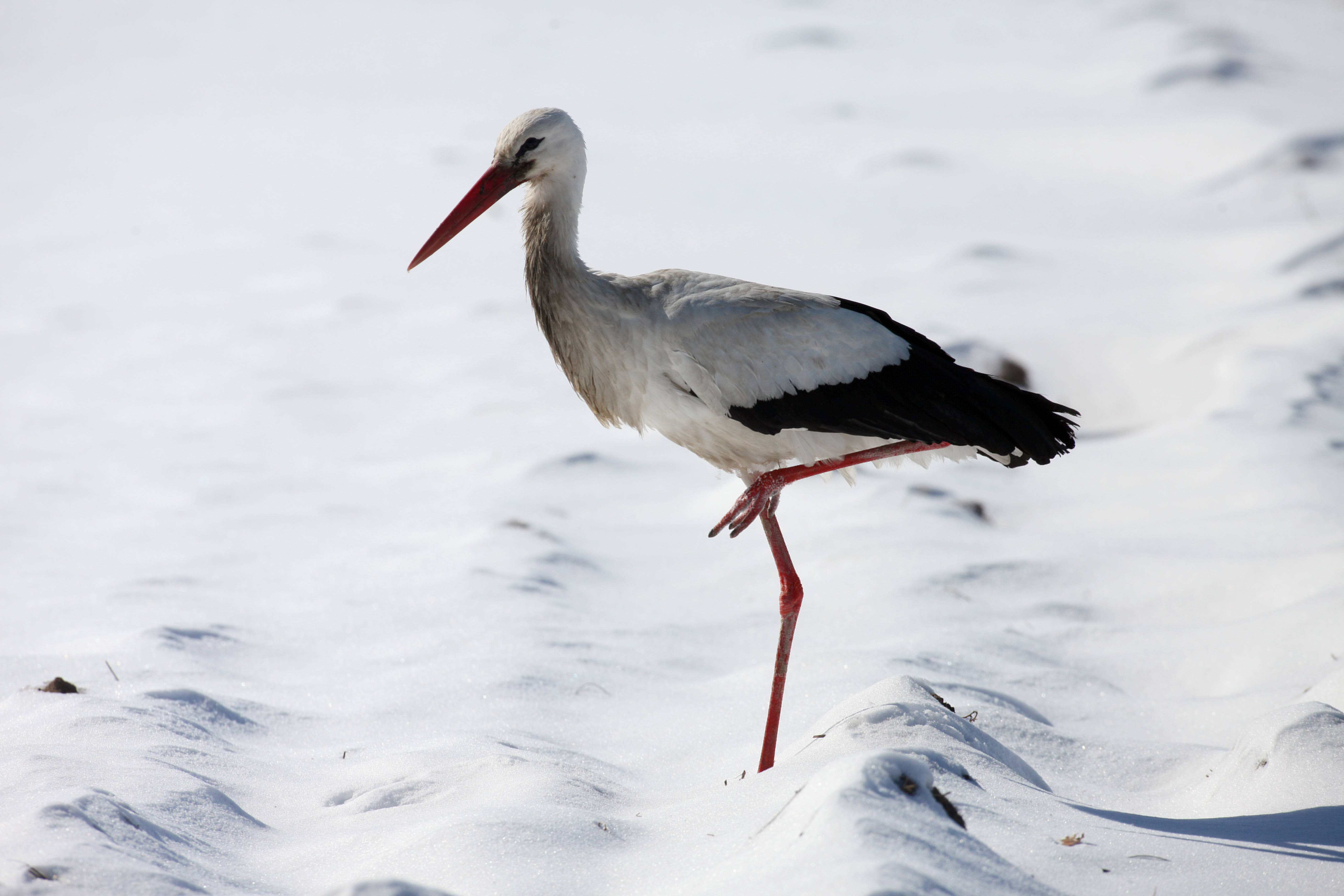 bociany - wiadomości, informacje - Super Express