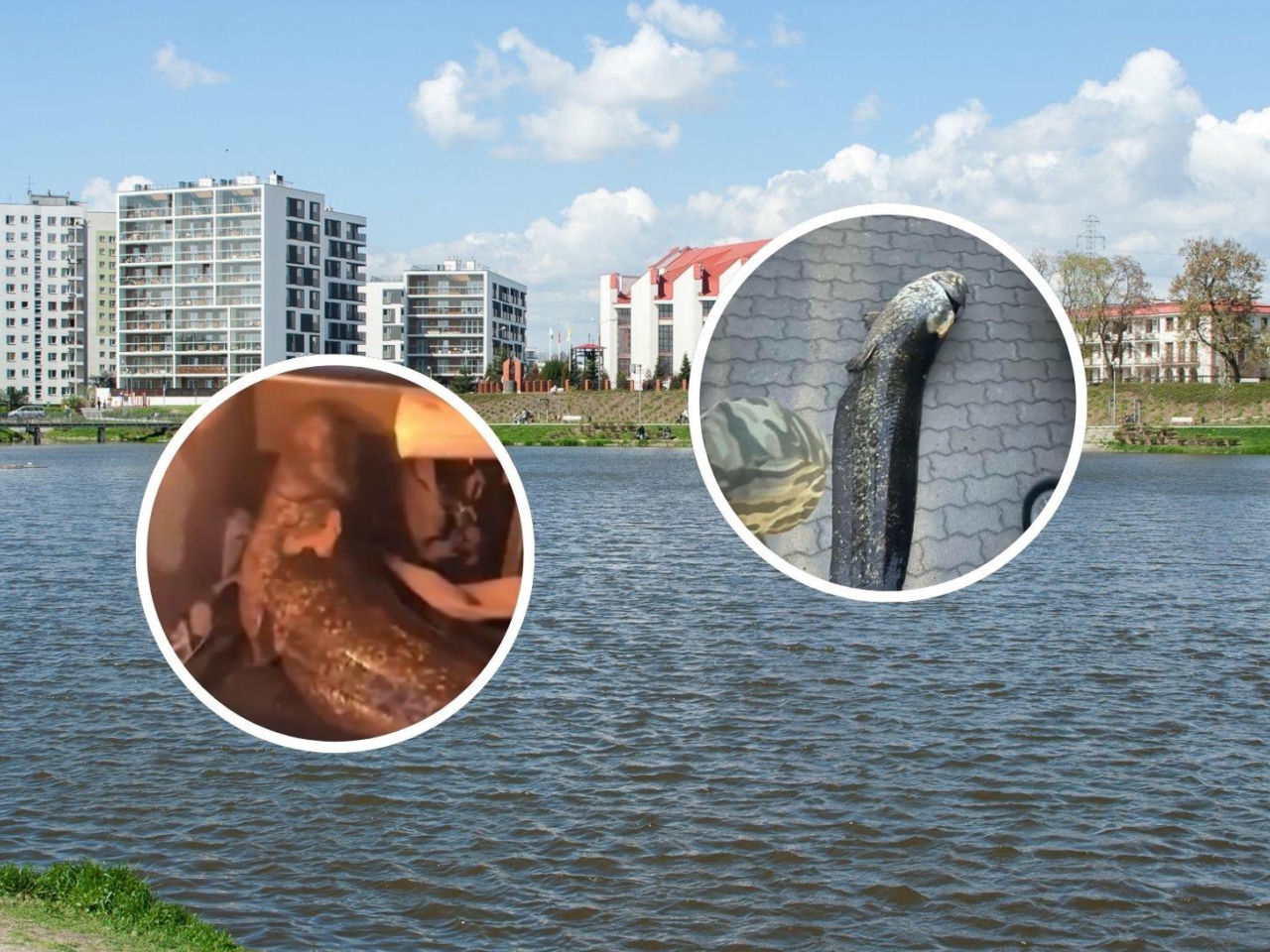 Wędkarze wyłowili gigantycznego suma w Warszawie. Żywa ryba trafiła ...