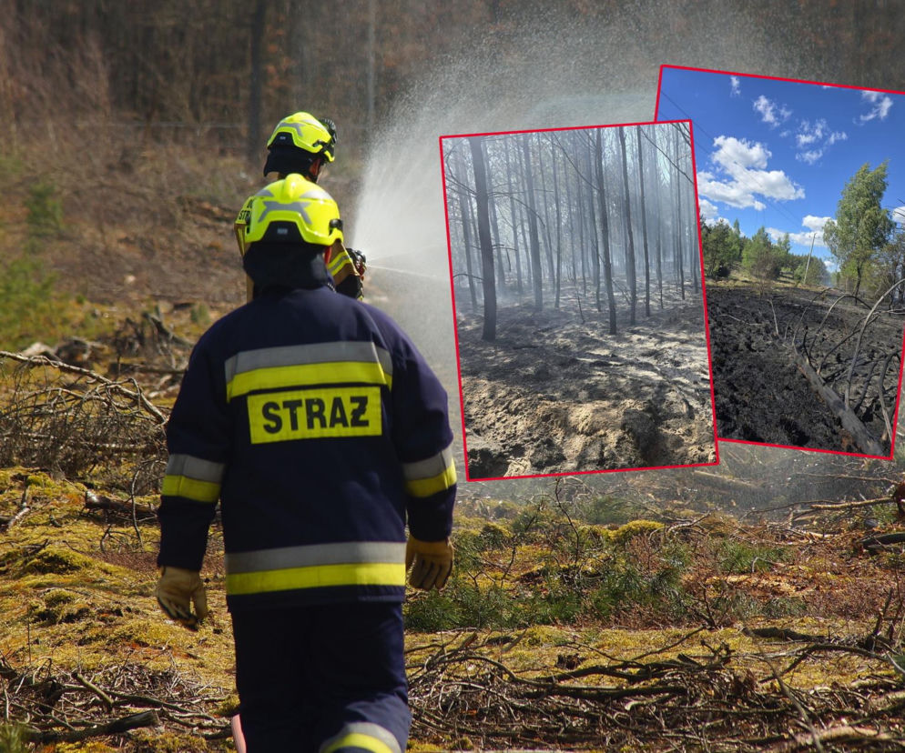 Potężny pożar lasu w powiecie chojnickim. "400-metrowy front ognia ...