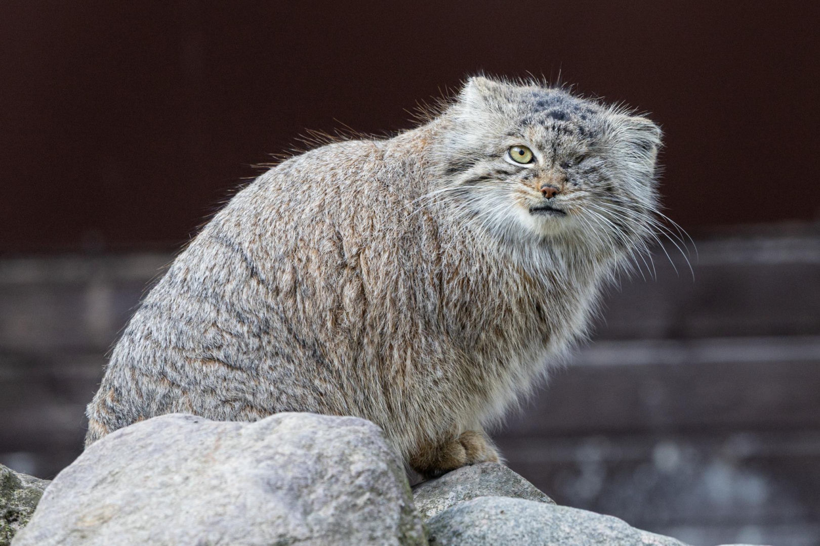 Dzika kocica szuka doznań na wolności. Manul Bożenka uciekła z zoo ...