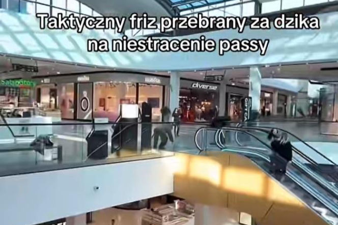 Friz biegał po galerii w stroju dzika. Nagrania świadków trafiły do ...