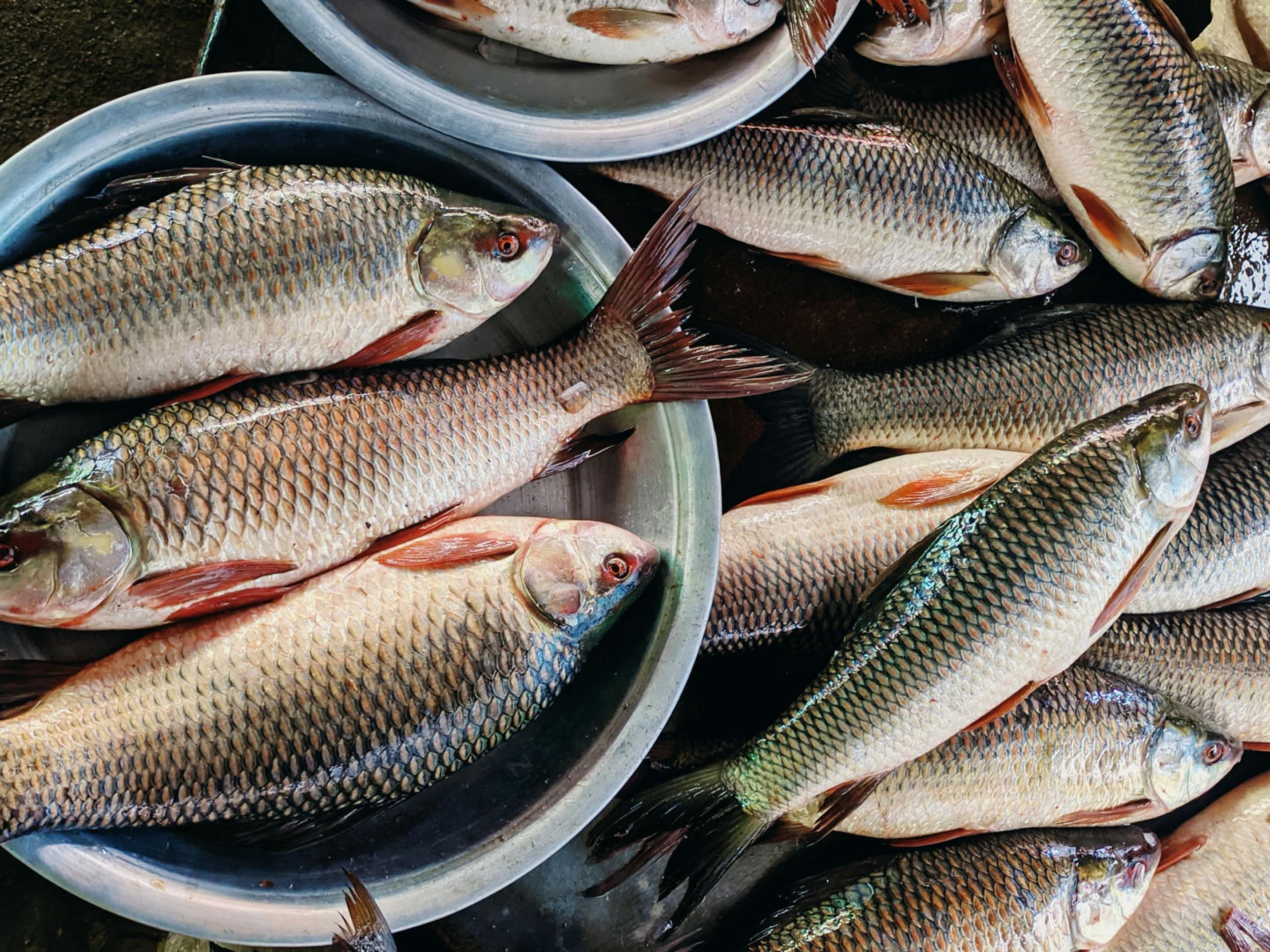Nie tylko karp! Te gatunki ryb od kujawsko-pomorskich hodowców również ...