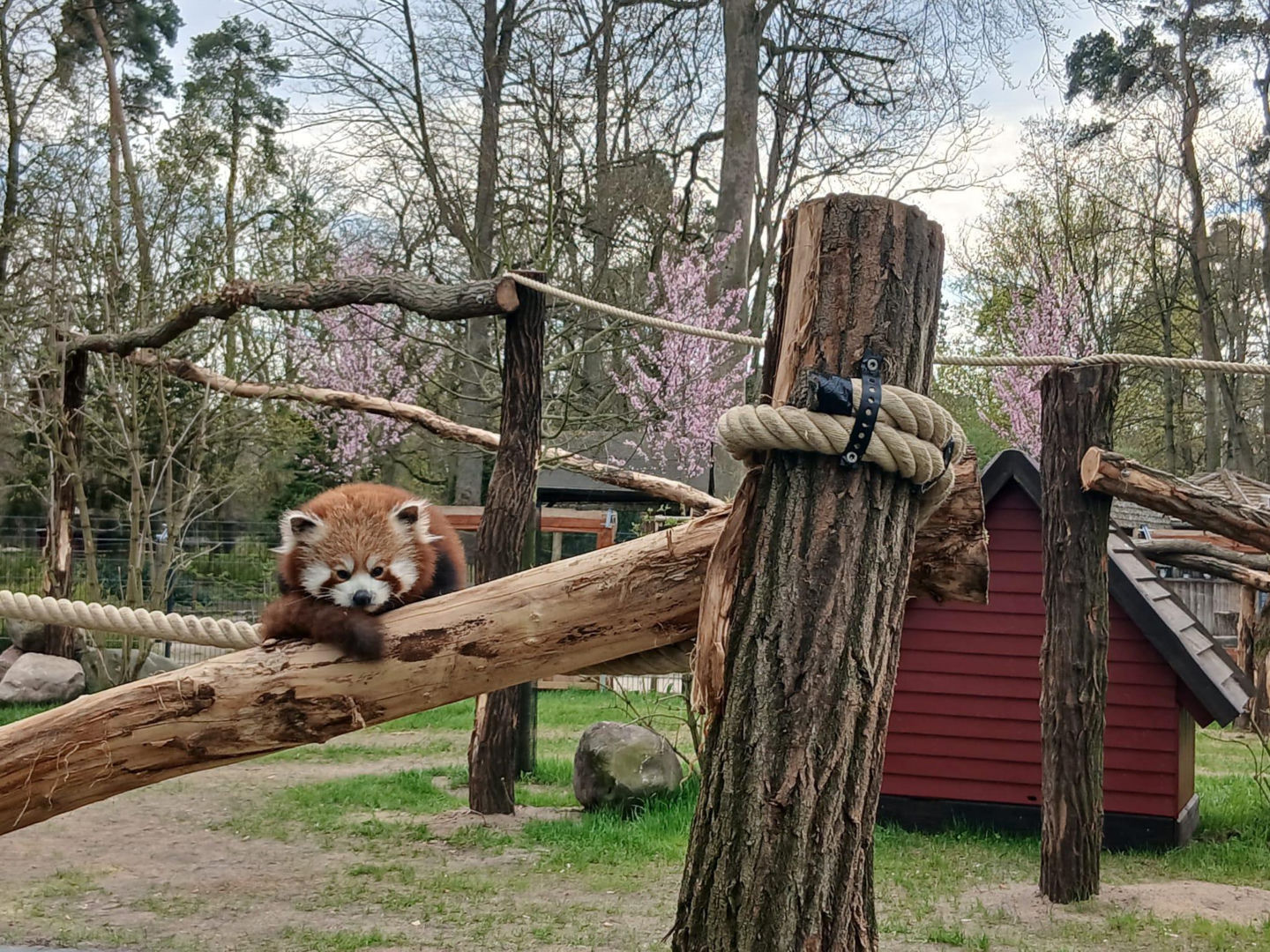 Najpiękniejszy ssak na świecie – pandka ruda, pojawił się w zoo w ...