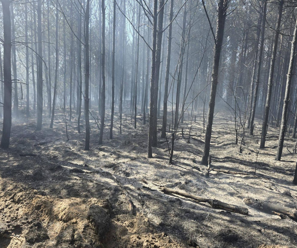 Potężny pożar lasu w powiecie chojnickim. "400-metrowy front ognia ...